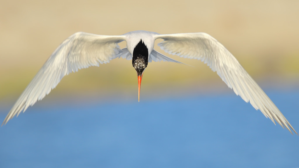 Flickr Heroes of the Week | Flickr Blog