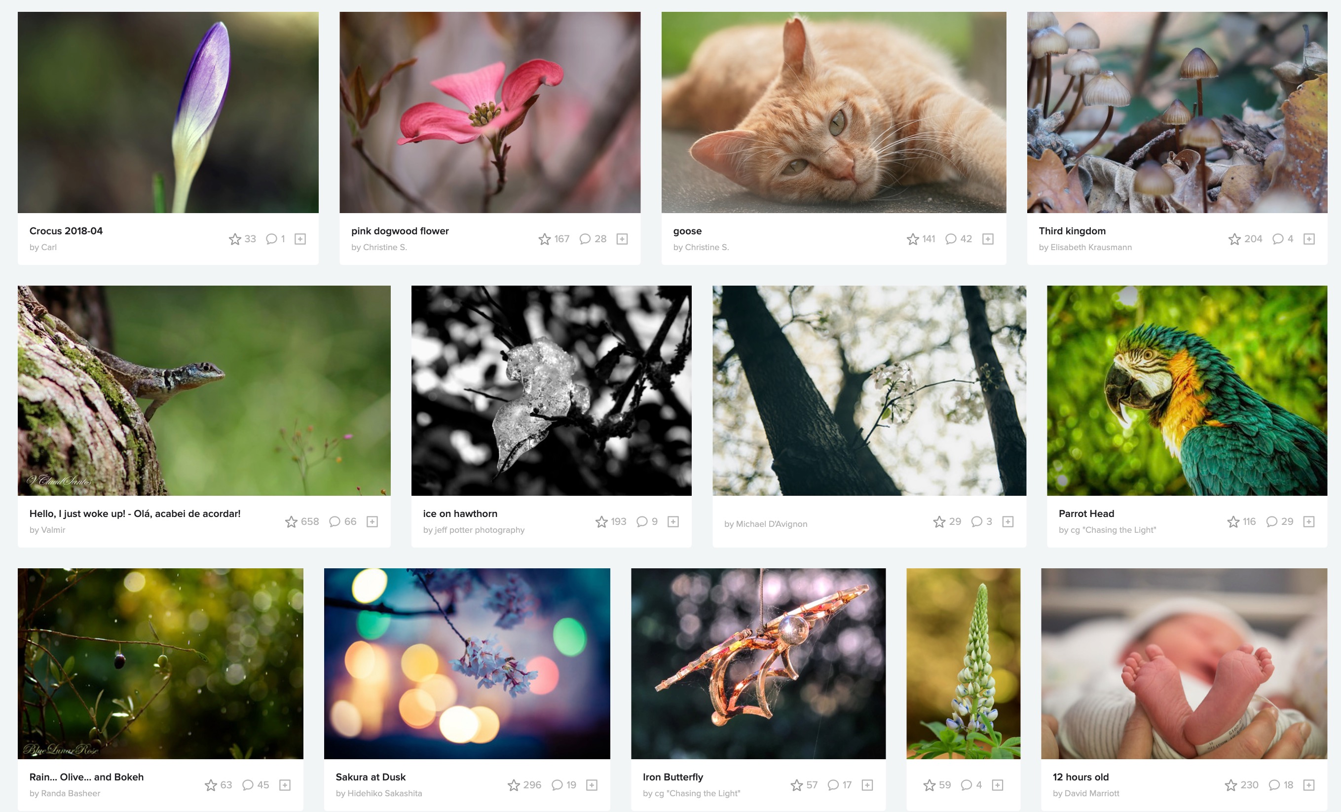 Get to know Flickr Galleries | Flickr Blog