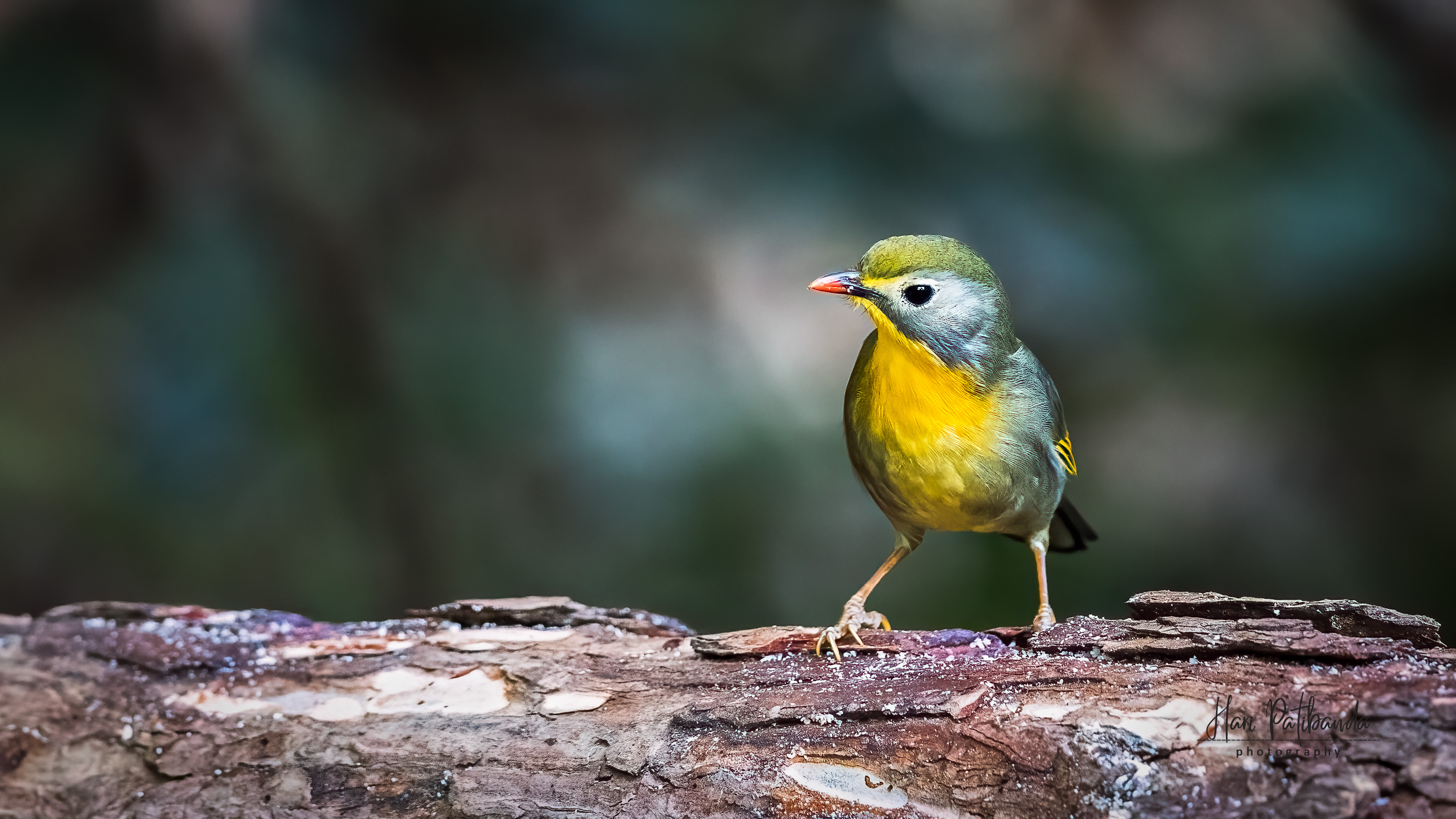 Flickr FAQs: Tagging, Searching, Trending, Repeat | Flickr Blog