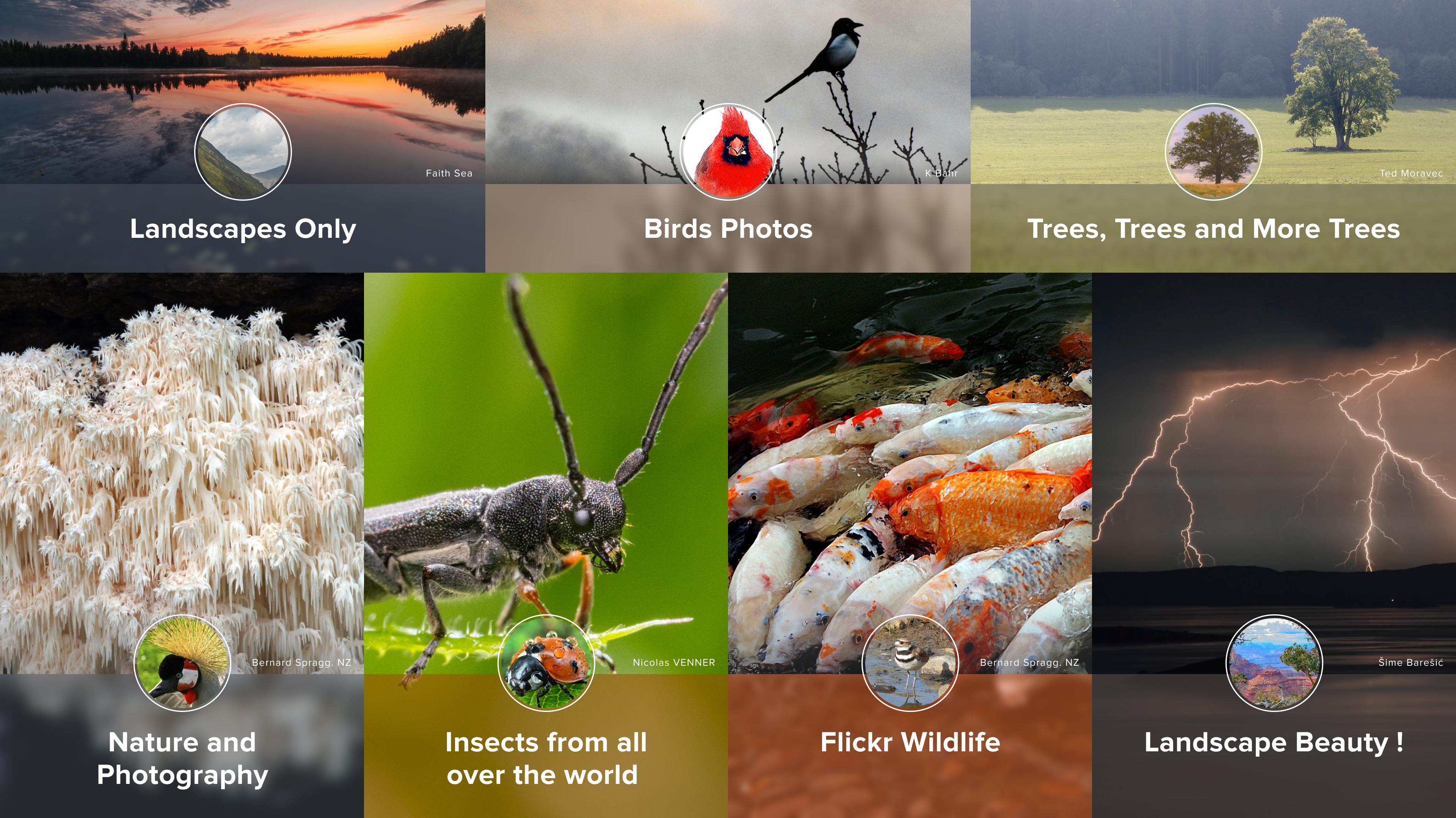From Views to Community – Meet Flickr groups that elevate engagement ...
